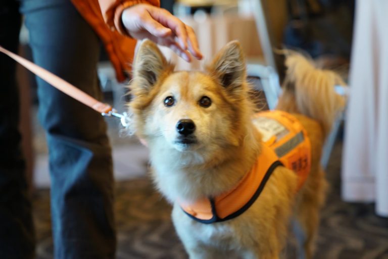 Japanese Service Dog Resource Center | GARDEN Journalism